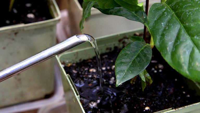 Growing Coffee - She Grows Coffee