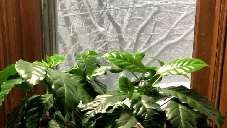 Growing Coffee - She Grows Coffee